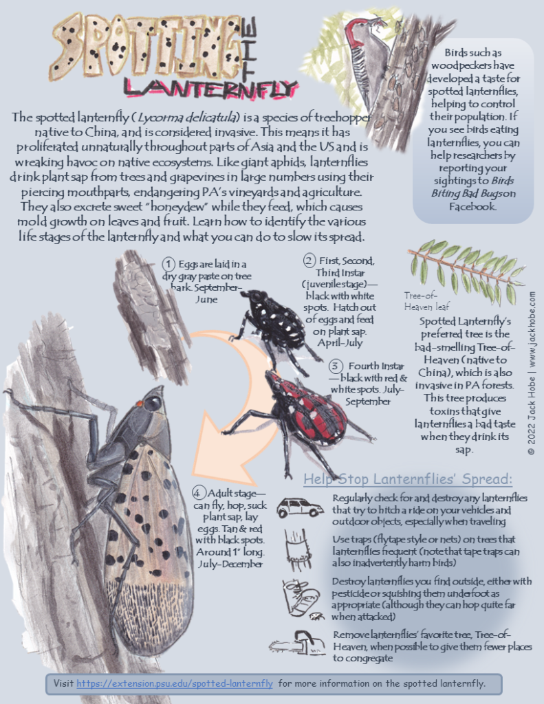 Spotted Lanternfly Infographic – Jack Hobe